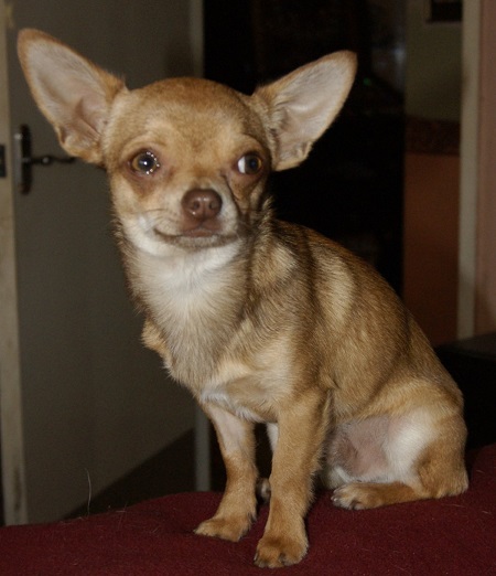 Chihuahua Rescue UK, Adopt, Don’t Shop! » Gallery of lovely dogs that ...