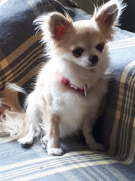Dogs Needing Adoption - Chihuahua Rescue UK