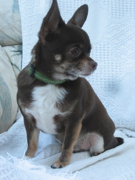 Chihuahua Rescue UK, Adopt, Don’t Shop! » Gallery